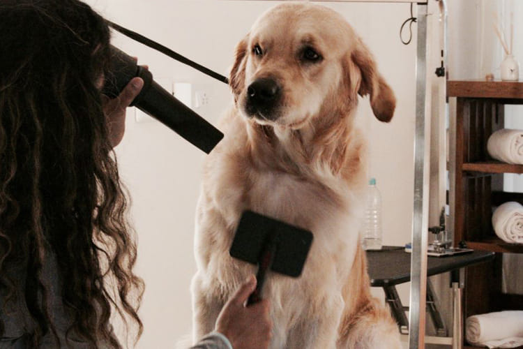 Paw Bar, Pet Salon & Cafe, Indiranagar | LBB, Bangalore