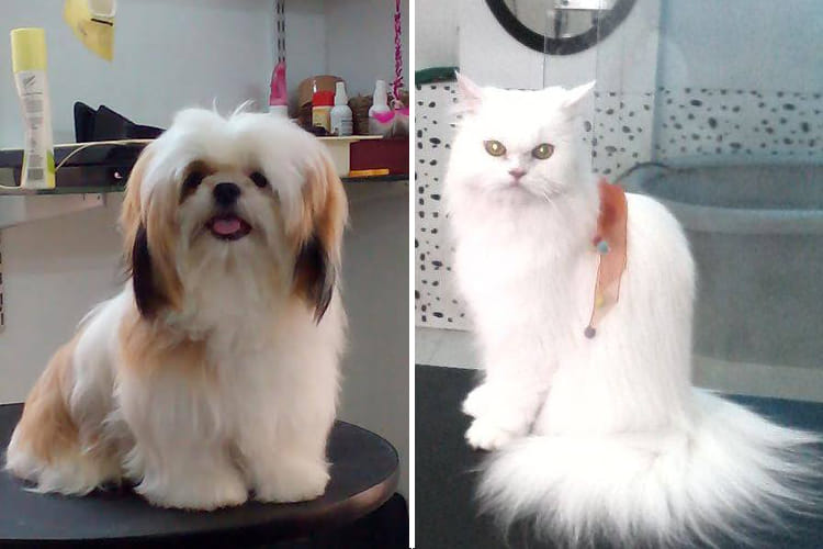Cho Chweet Pet Spa T Nagar | LBB, Chennai