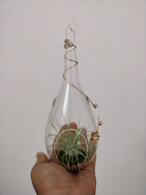 Did You Know There Is A Thing Called Air Plants At Archie's | LBB