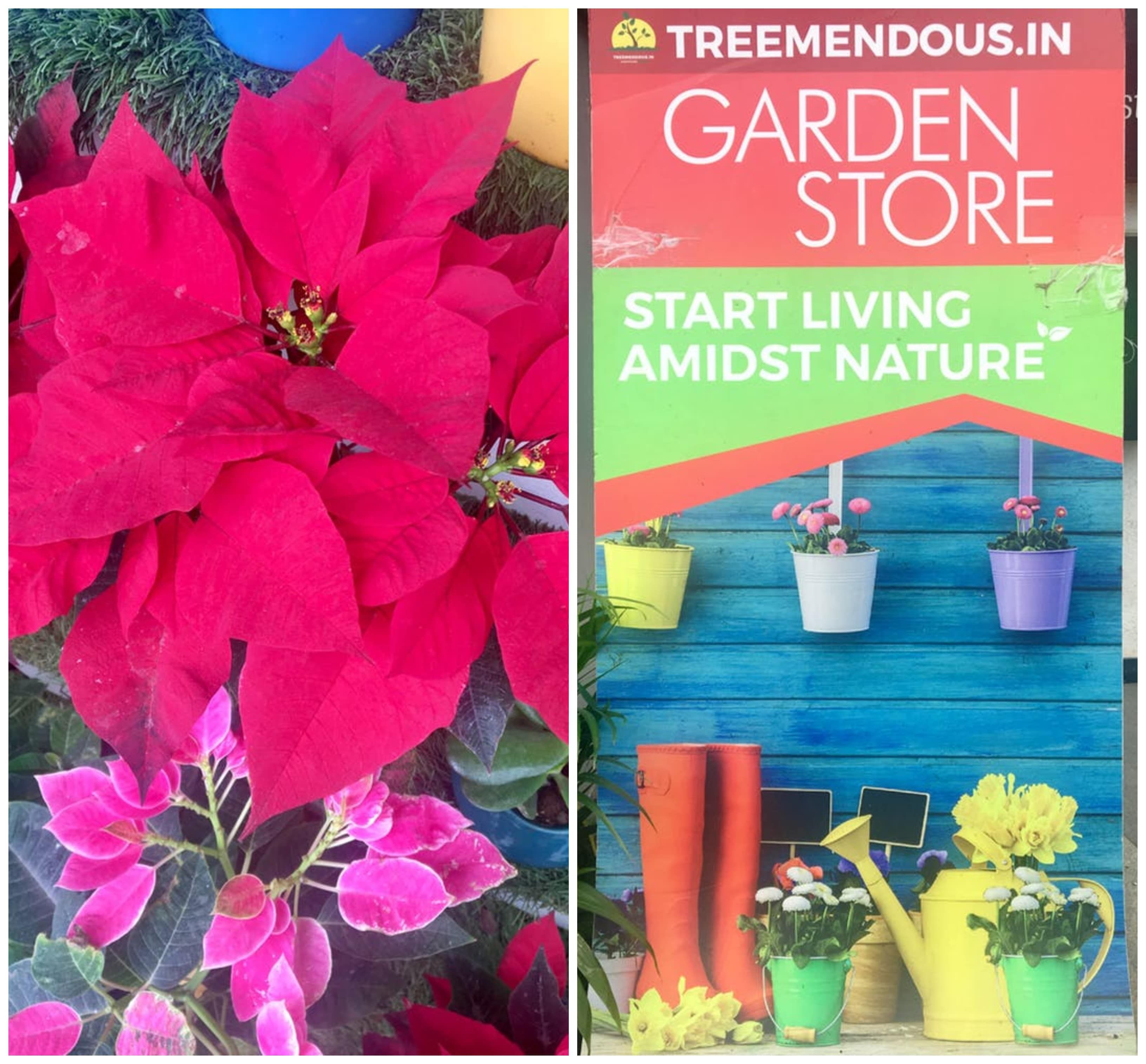 Bring Home Some Christmas Cheer & Plants From This Store | LBB