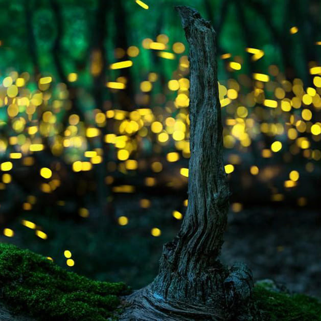 Attend This Two-Day Safari And Spot Fireflies | LBB Mumbai