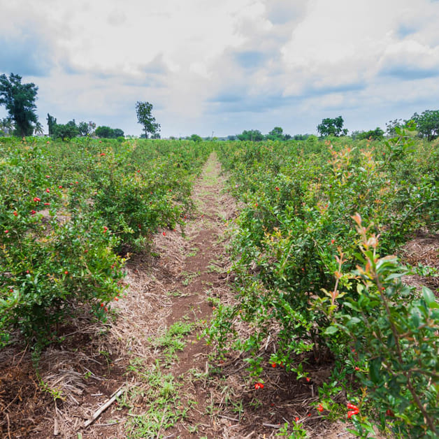 Check Out These Must-Visit These Farms Near Pune | LBB, Pune