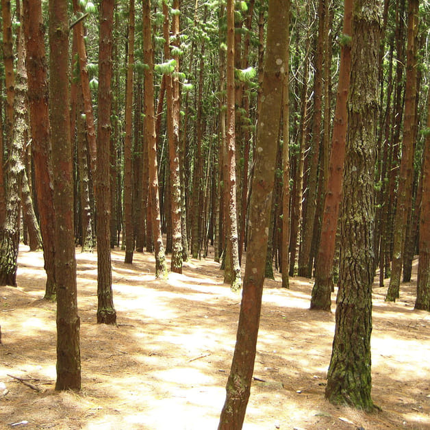 Oldest Trees In Tamil Nadu | LBB, Chennai