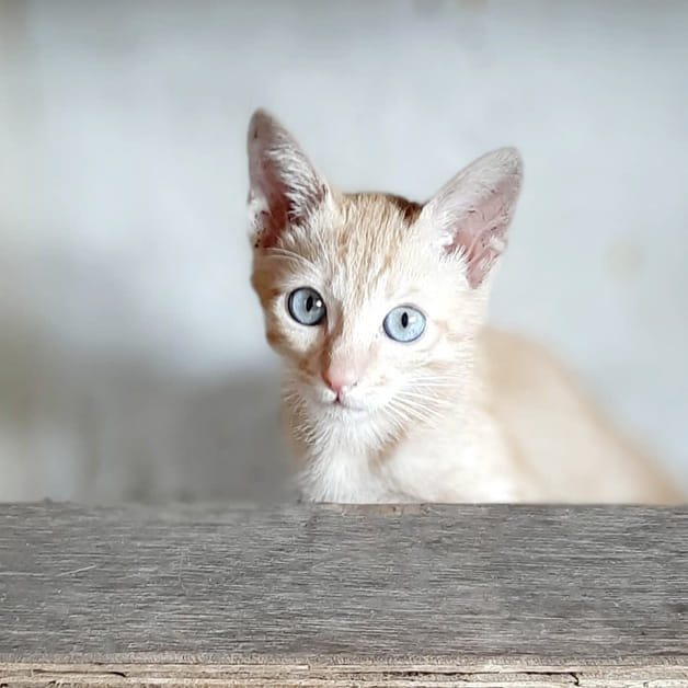 Cat Studio At CARE | LBB