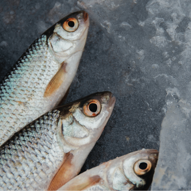 Fresh Fish Mumbai | LBB