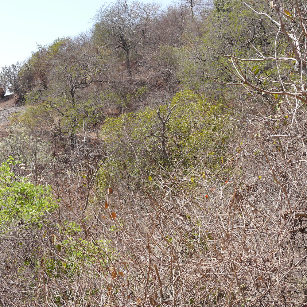 Enjoy A Forest Trail In Kanakeshwar Forest | LBB