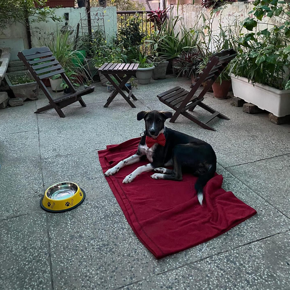 Red Paws Rescue | LBB