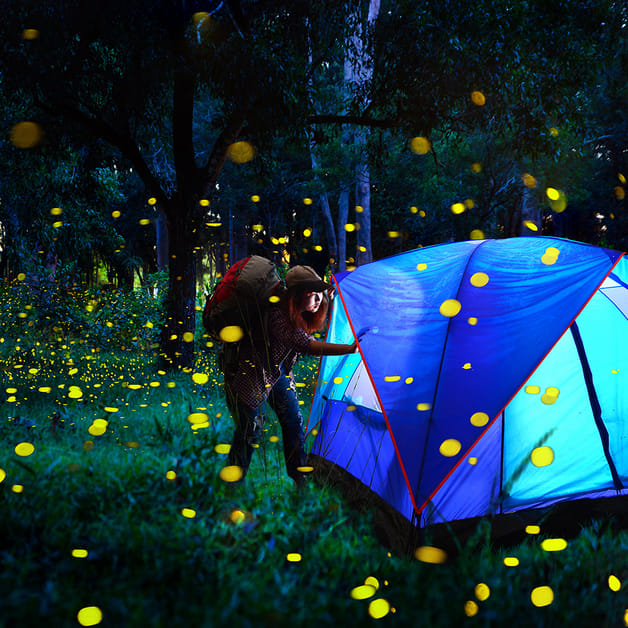 Best Places To Spot Fireflies In Maharashtra, A Complete Guide | LBB